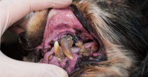 Dog Tooth Decay Stages Every Pet Owner Should Know | Veterinary Dental ...